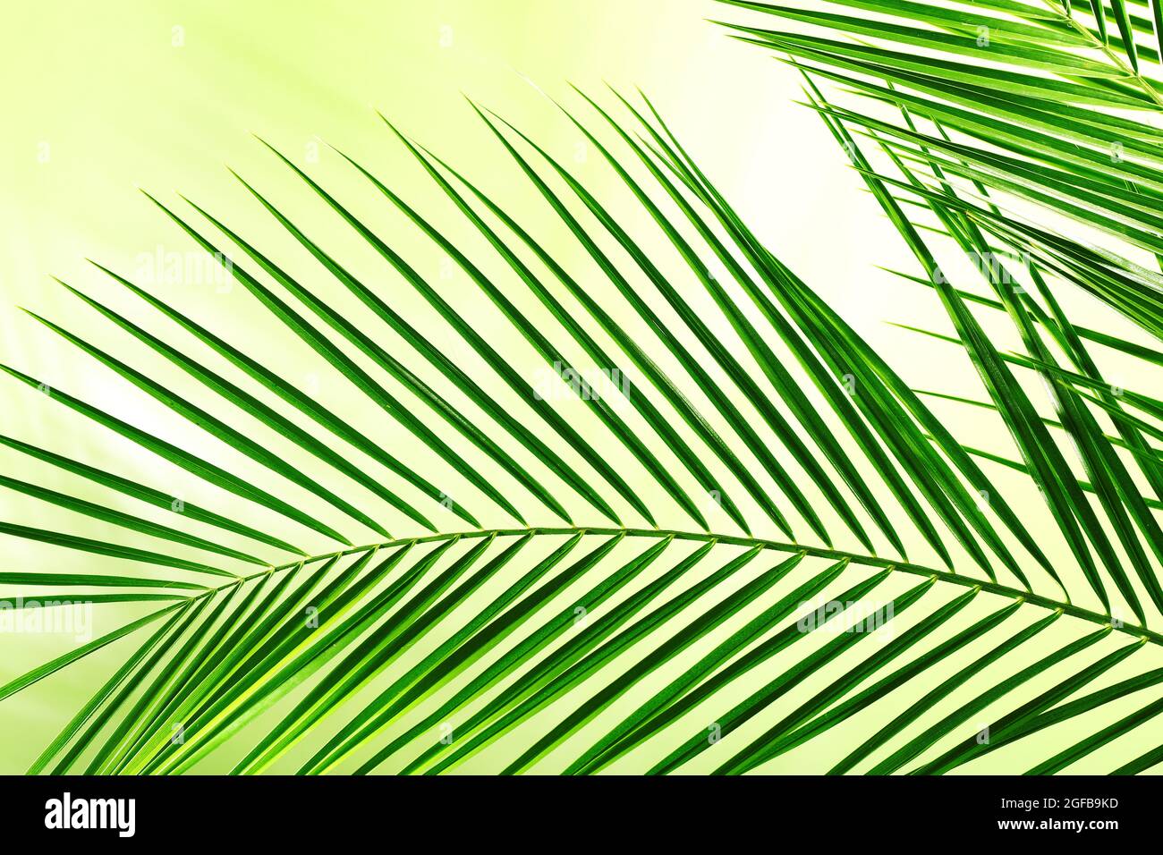Green leaves of palm tree on color background Stock Photo - Alamy