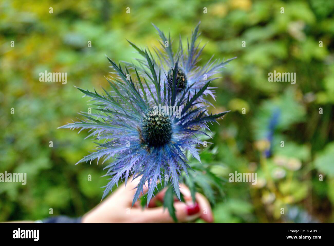 Closeup shot of a woman's hand holding plants of alpine eryngo in a ...