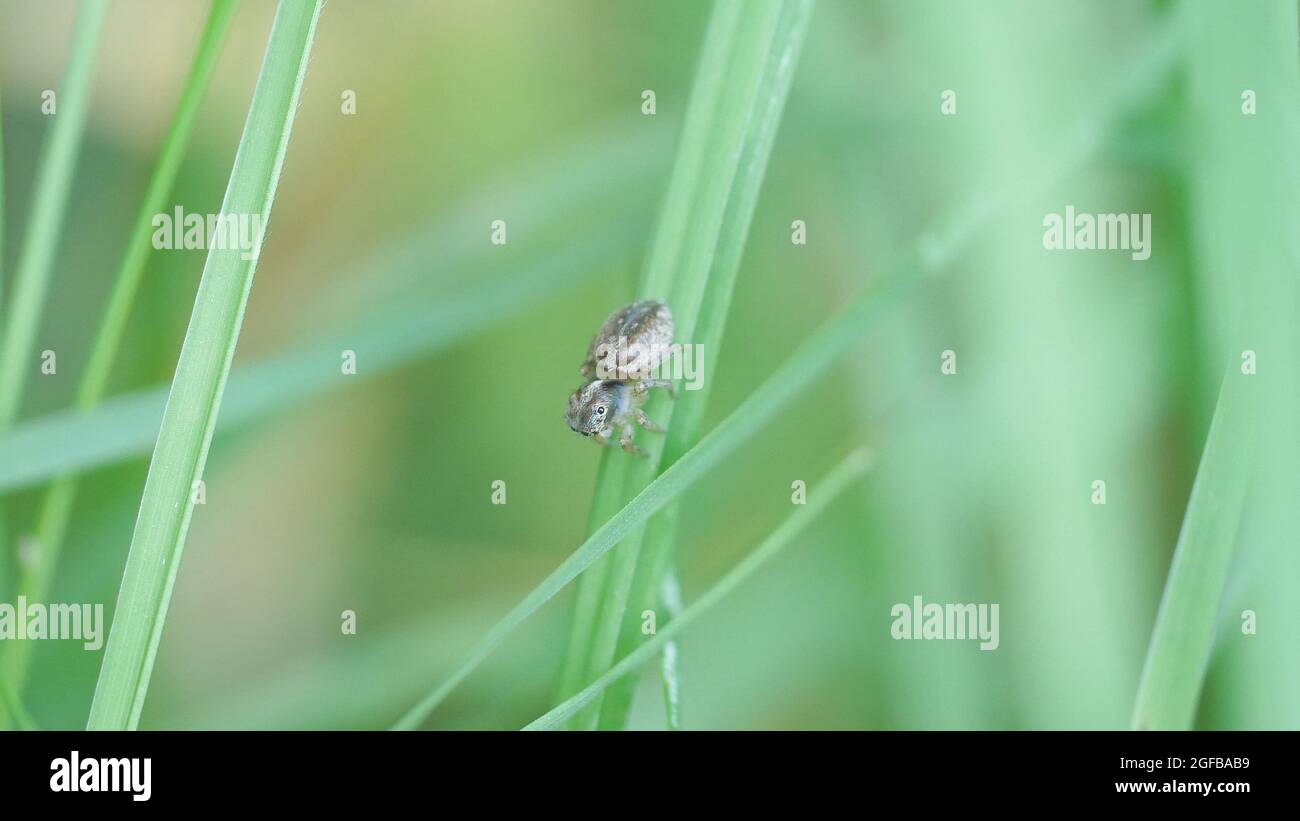 a female maratus splendens on a blade of grass Stock Photo - Alamy