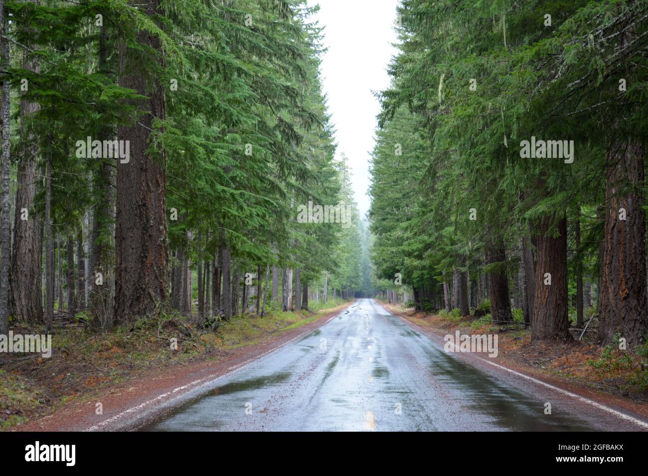 road through trees Stock Photo - Alamy