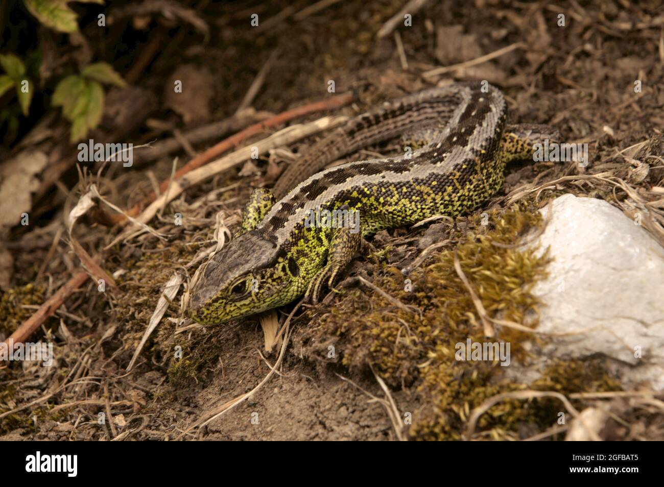 Sand lizard male (Lacerta agilis) basking in sunlight, Swiss area of ...