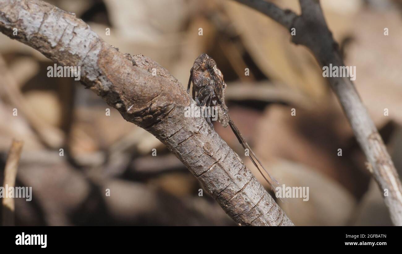 Planthopper australia hi-res stock photography and images - Alamy