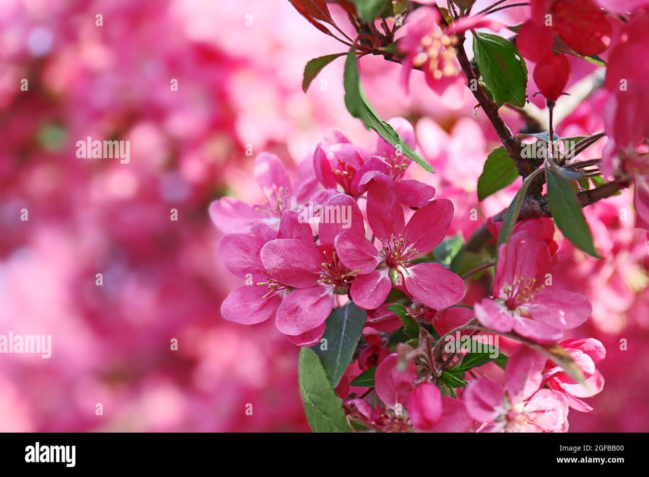 Blooming tree in spring with pink flowers Stock Photo - Alamy
