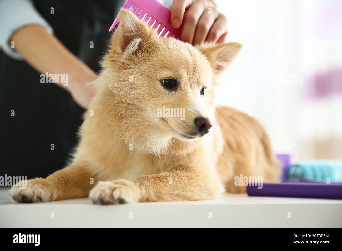 Cute dog Spitz at groomer salon Stock Photo - Alamy