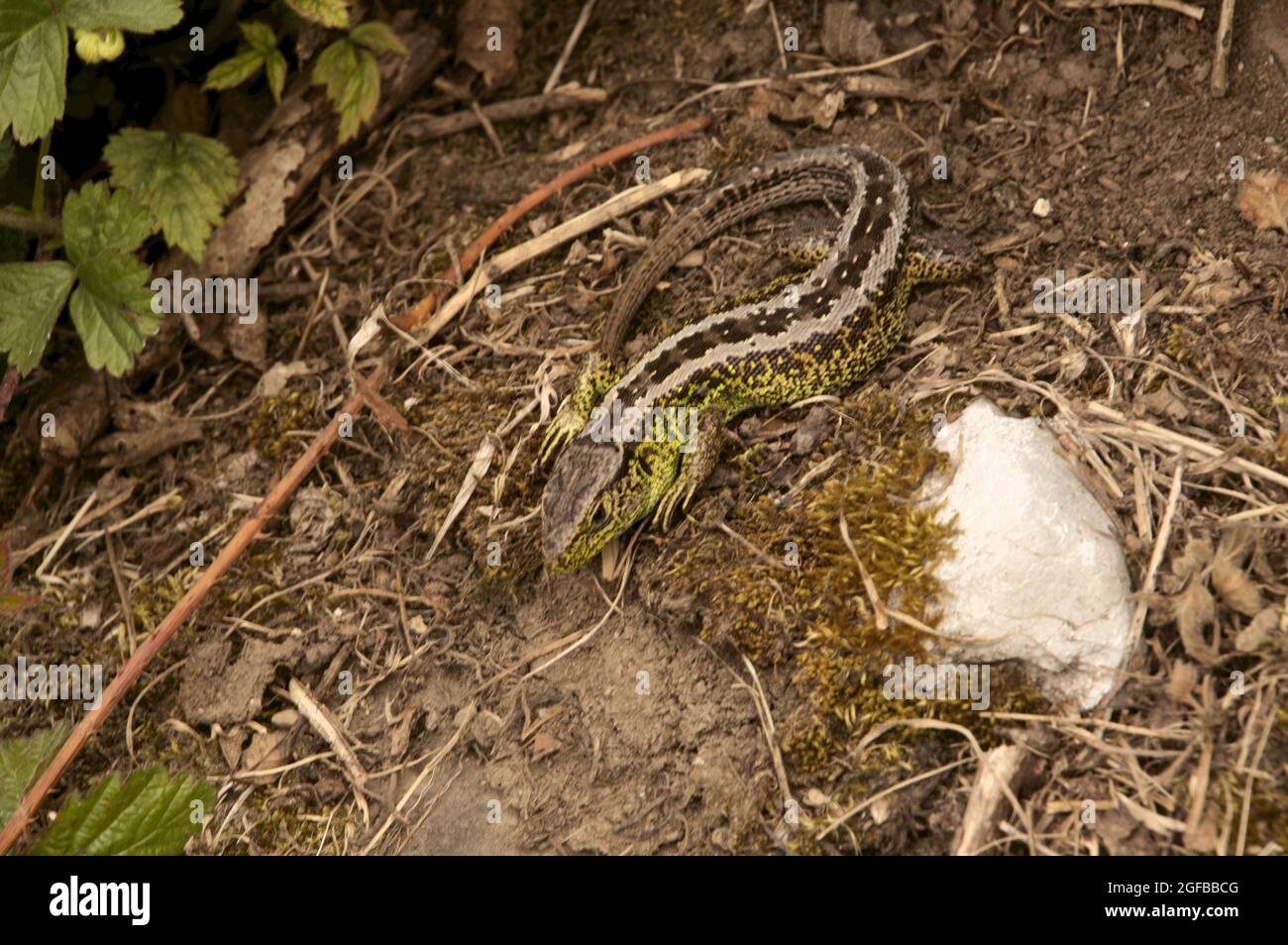 Sand lizard male (Lacerta agilis) basking in sunlight, Swiss area of ...