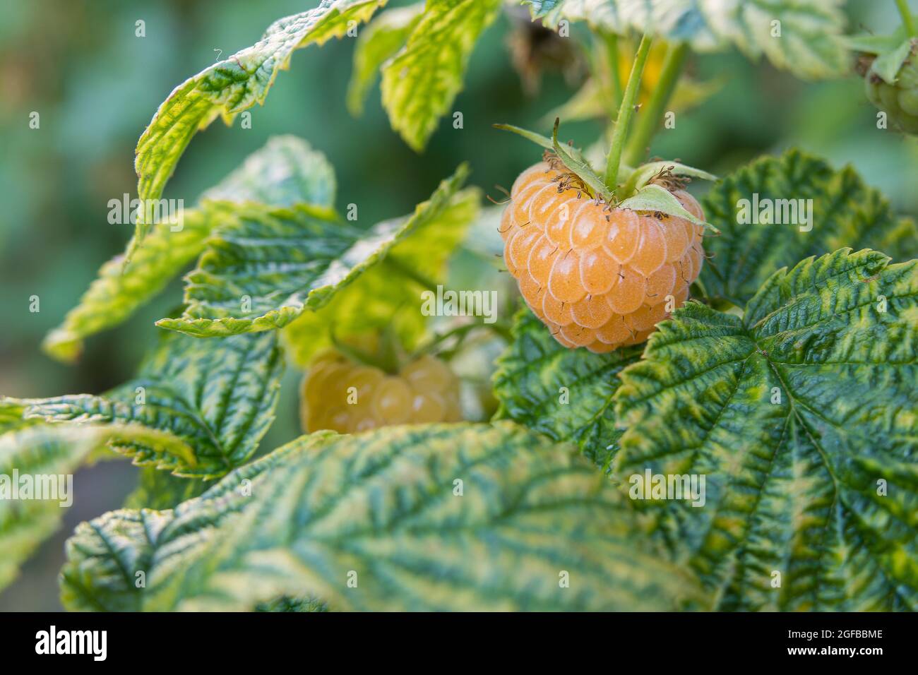 Fruit on the plant hi-res stock photography and images - Alamy
