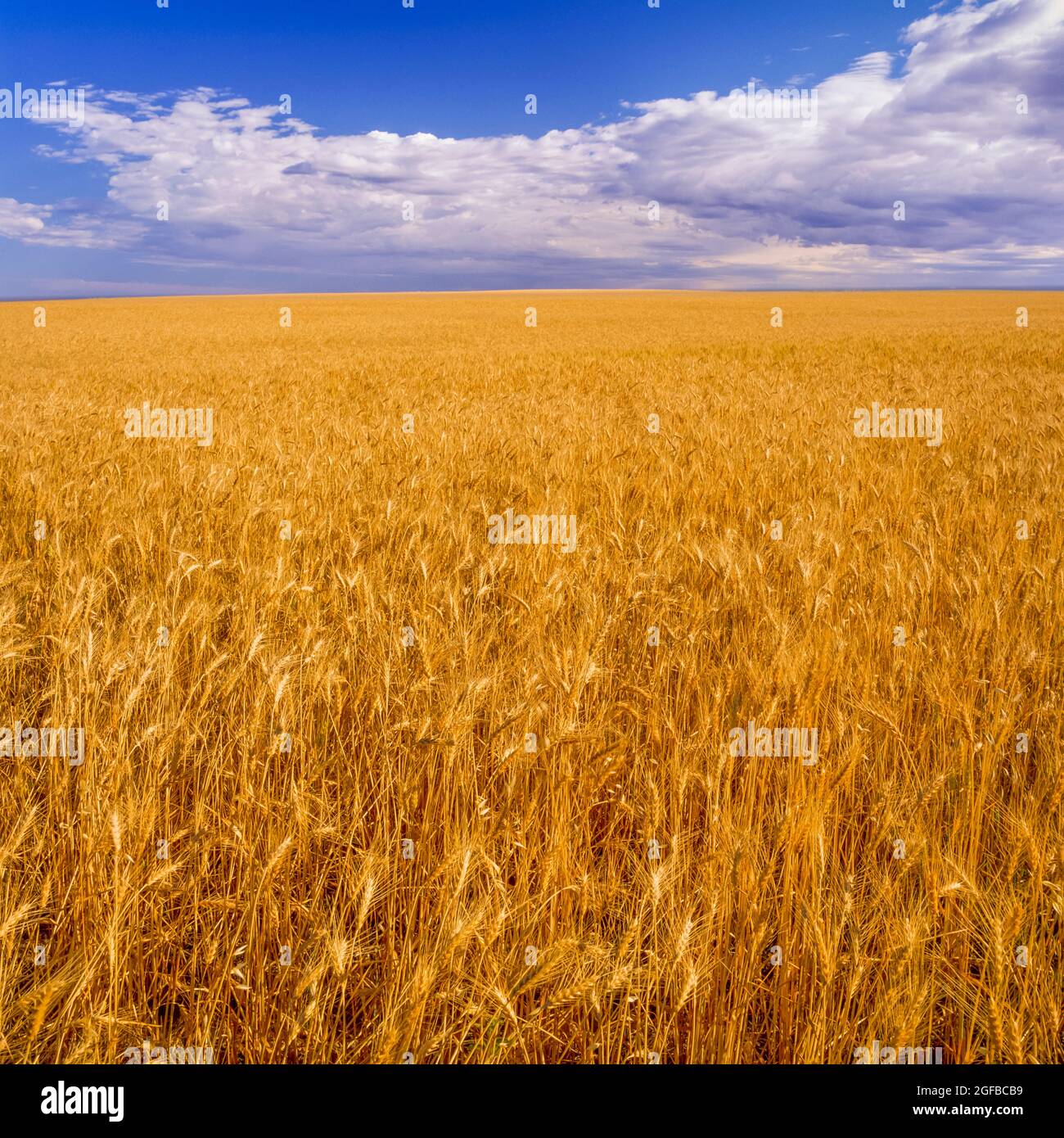 wheat field near ledger, montana Stock Photo - Alamy