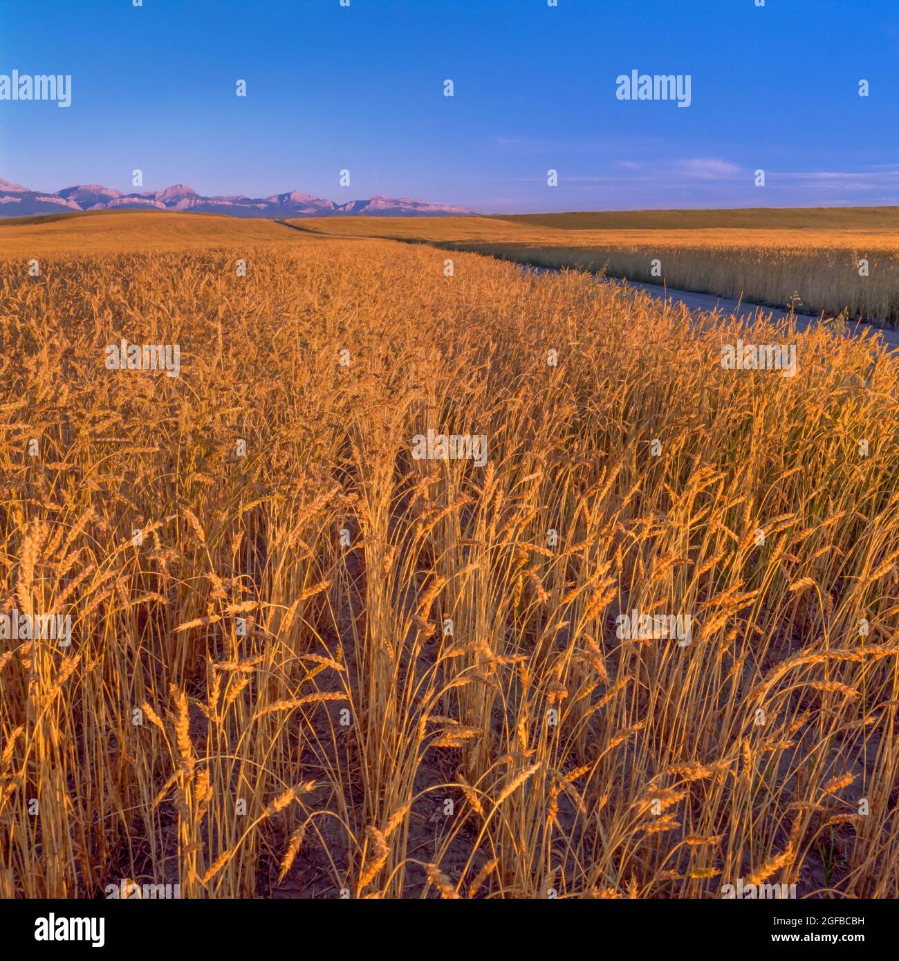 wheat field below the rocky mountain front near bynum, montana Stock ...