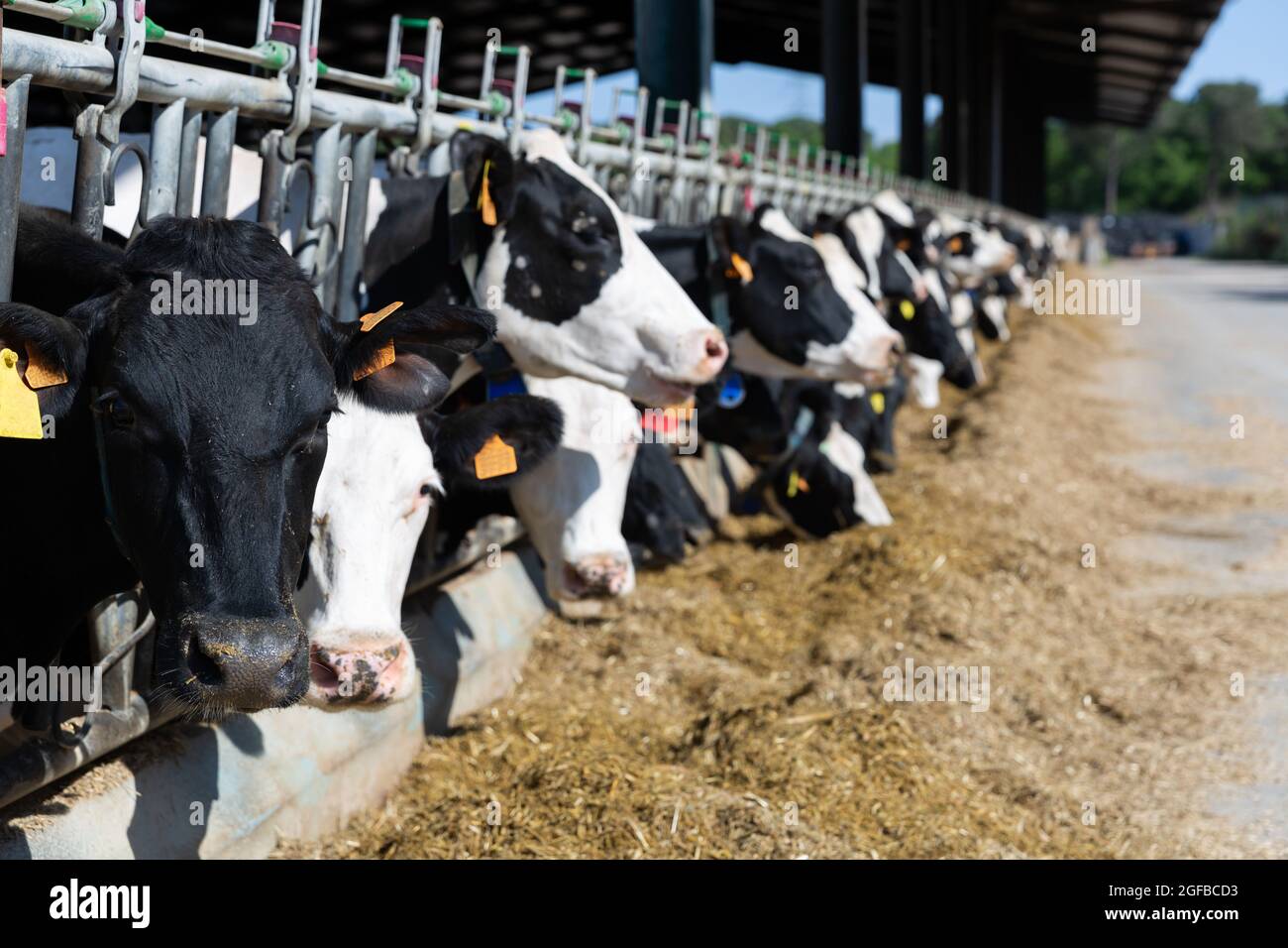 Cows eating in cowshed at dairy farm Stock Photo - Alamy