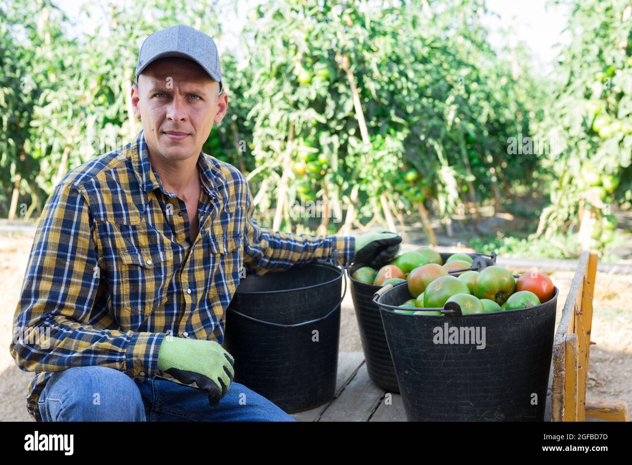 Farmer work during harvesting time hi-res stock photography and images ...