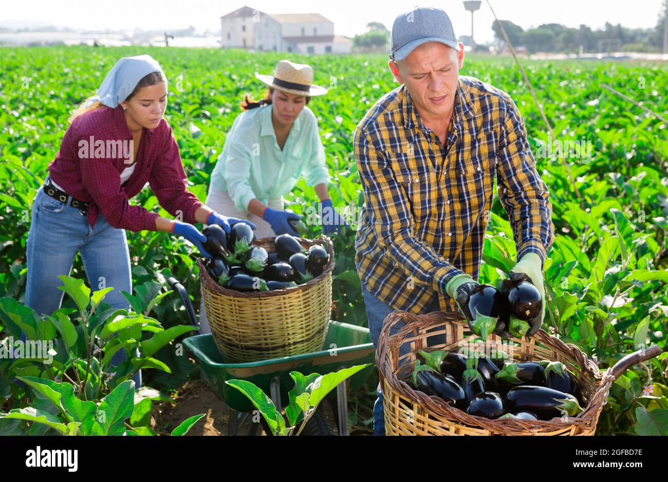 Farm worker gathering crop of aubergines on vegetable plantation Stock ...
