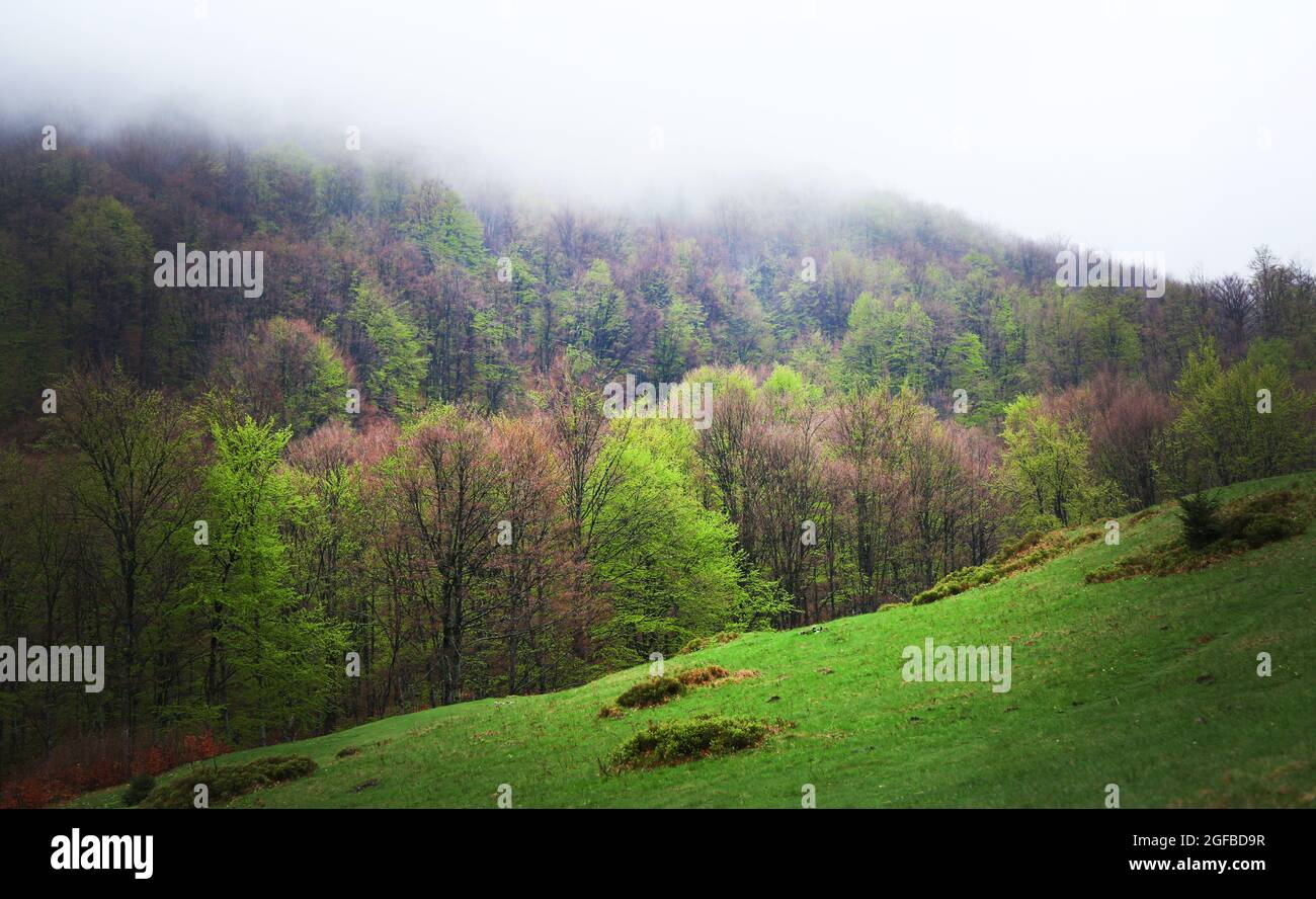 Beautiful green forest meadow Stock Photo - Alamy