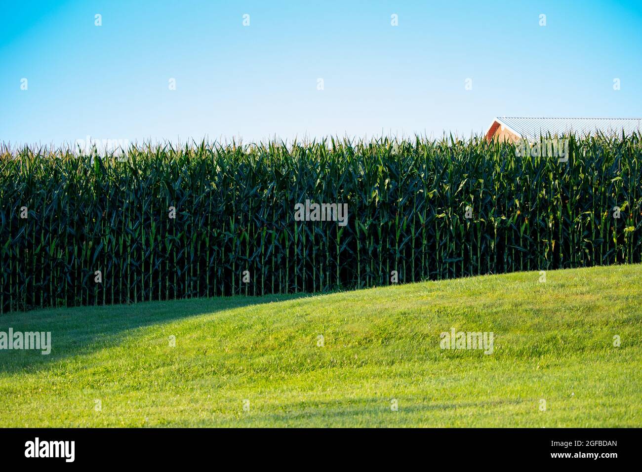 Wisconsin field grass hi-res stock photography and images - Alamy
