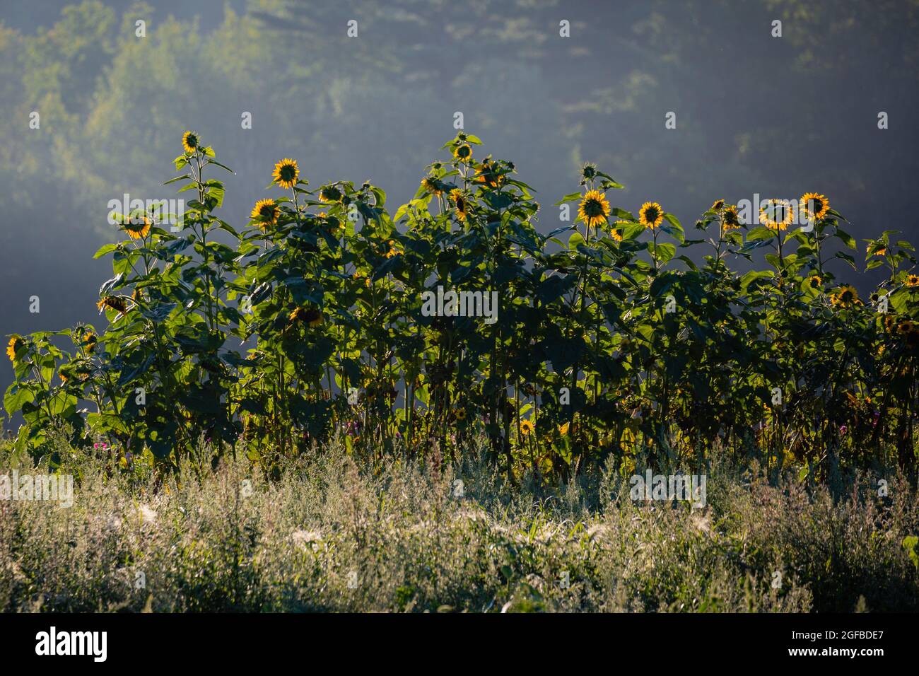 Backlit sunflowers in a Wisconsin field, horizontal Stock Photo - Alamy