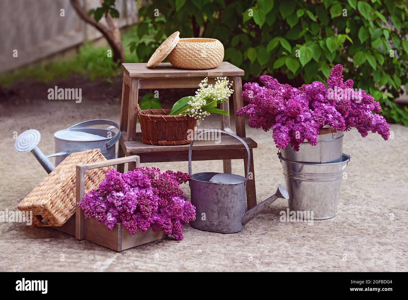 Purple lilac in the metal bucket Stock Photo - Alamy