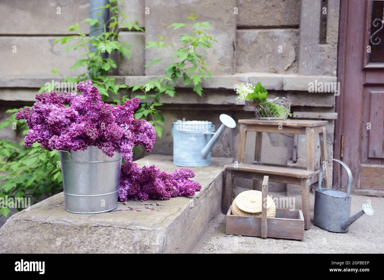 Purple lilac in metal bucket on porch Stock Photo - Alamy