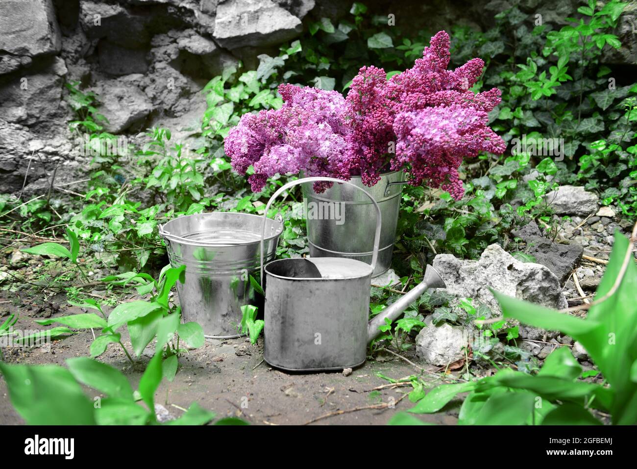 Purple lilac in metal bucket Stock Photo - Alamy