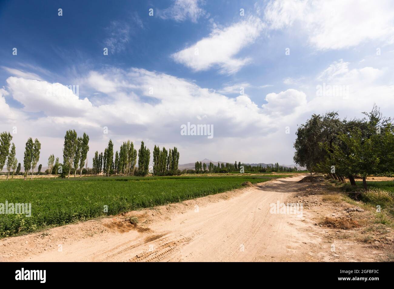 Agricultural field and a row of trees on highland, suburb of Golpayegan ...