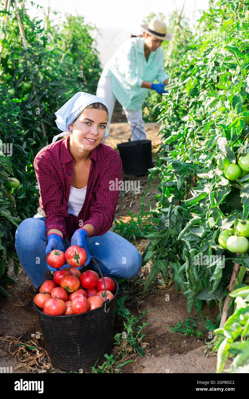 Tomato picker hi-res stock photography and images - Alamy