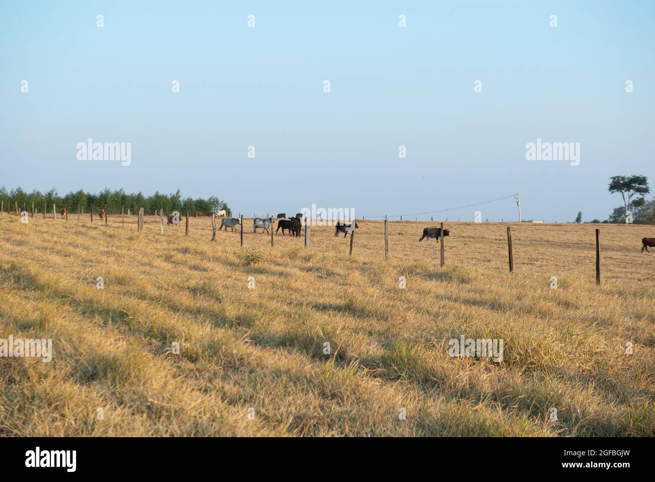 Beef cattle grazing on a hot day under intense sun and very dry grass ...
