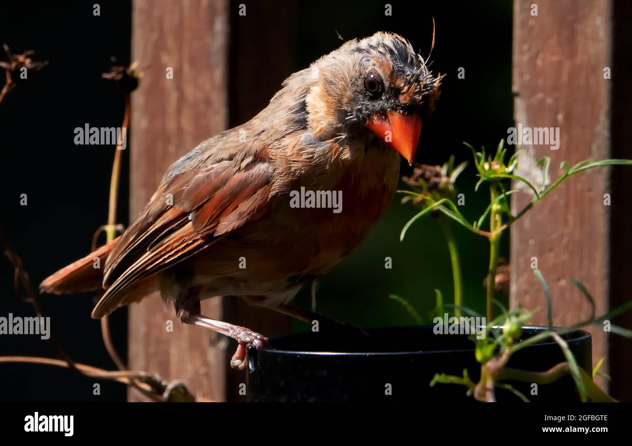 Northern cardinal molting hi-res stock photography and images - Alamy