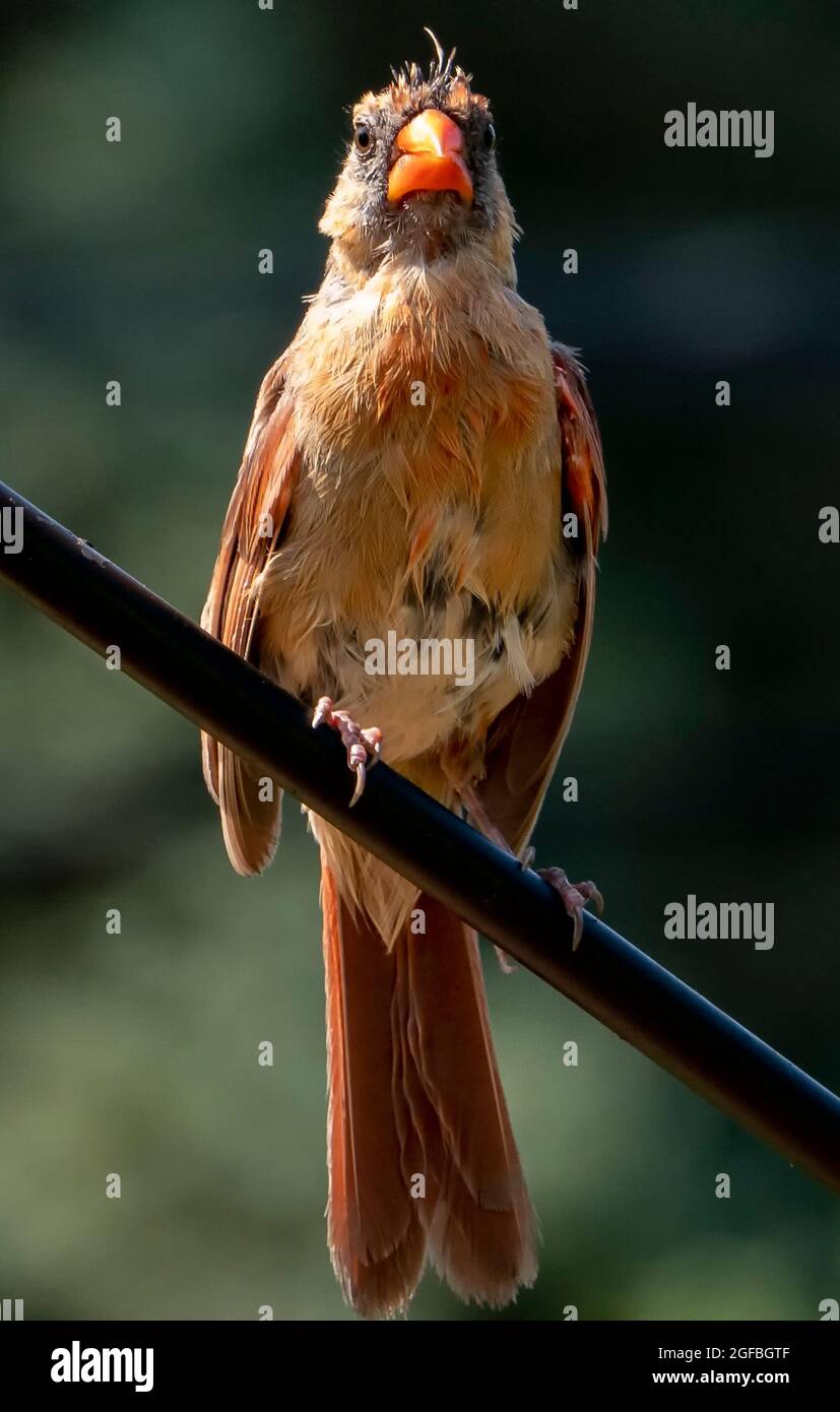 Molting Northern Cardinal out on the deck Stock Photo - Alamy