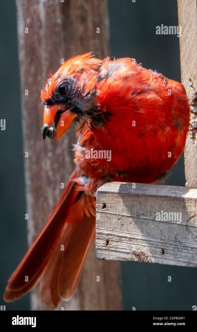 Molting Northern Cardinal out on the deck Stock Photo - Alamy