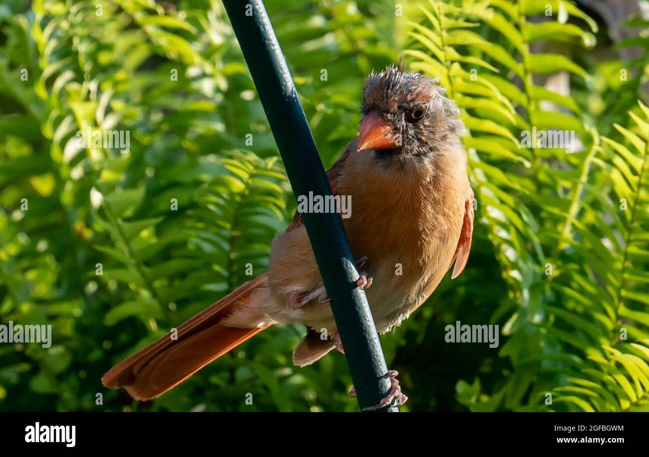 Molting Northern cardinal out on the deck Stock Photo - Alamy