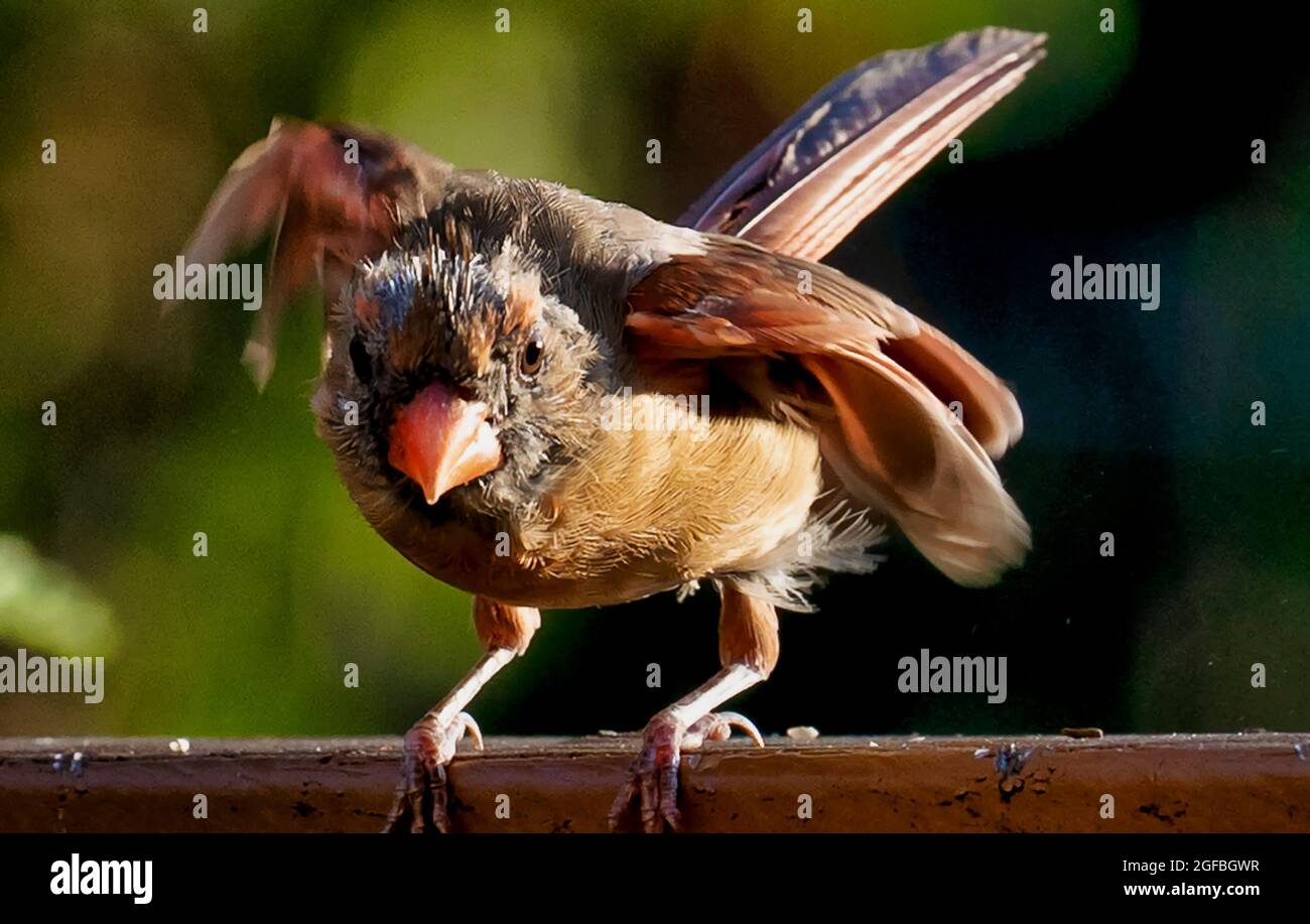 Molting Northern Cardinal out on the deck Stock Photo - Alamy