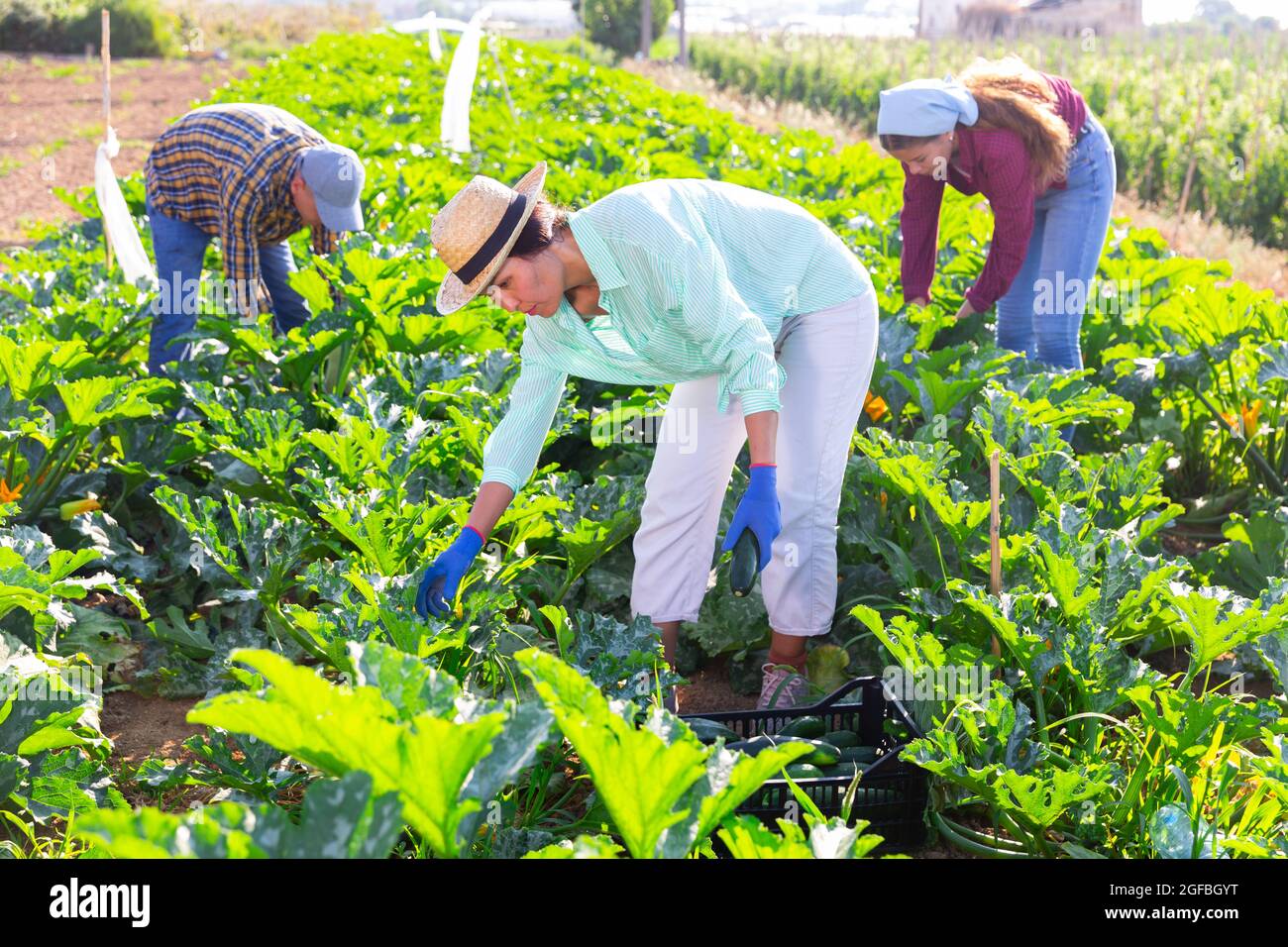 Plantation workers collecting marrows Stock Photo - Alamy