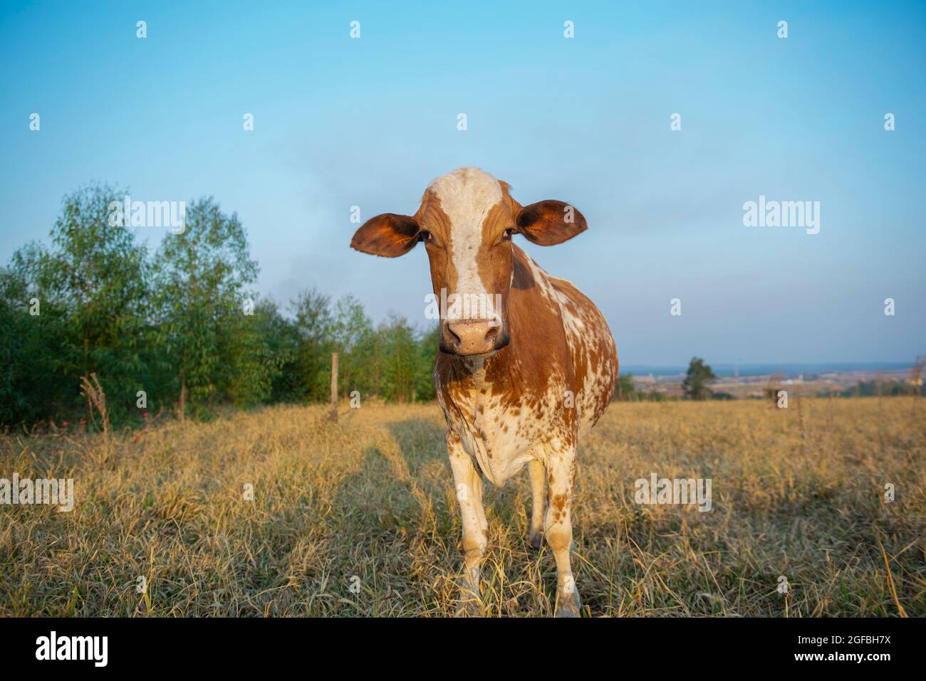 Front view of a beautiful brown and white spotted Dutch cow (Holstein ...