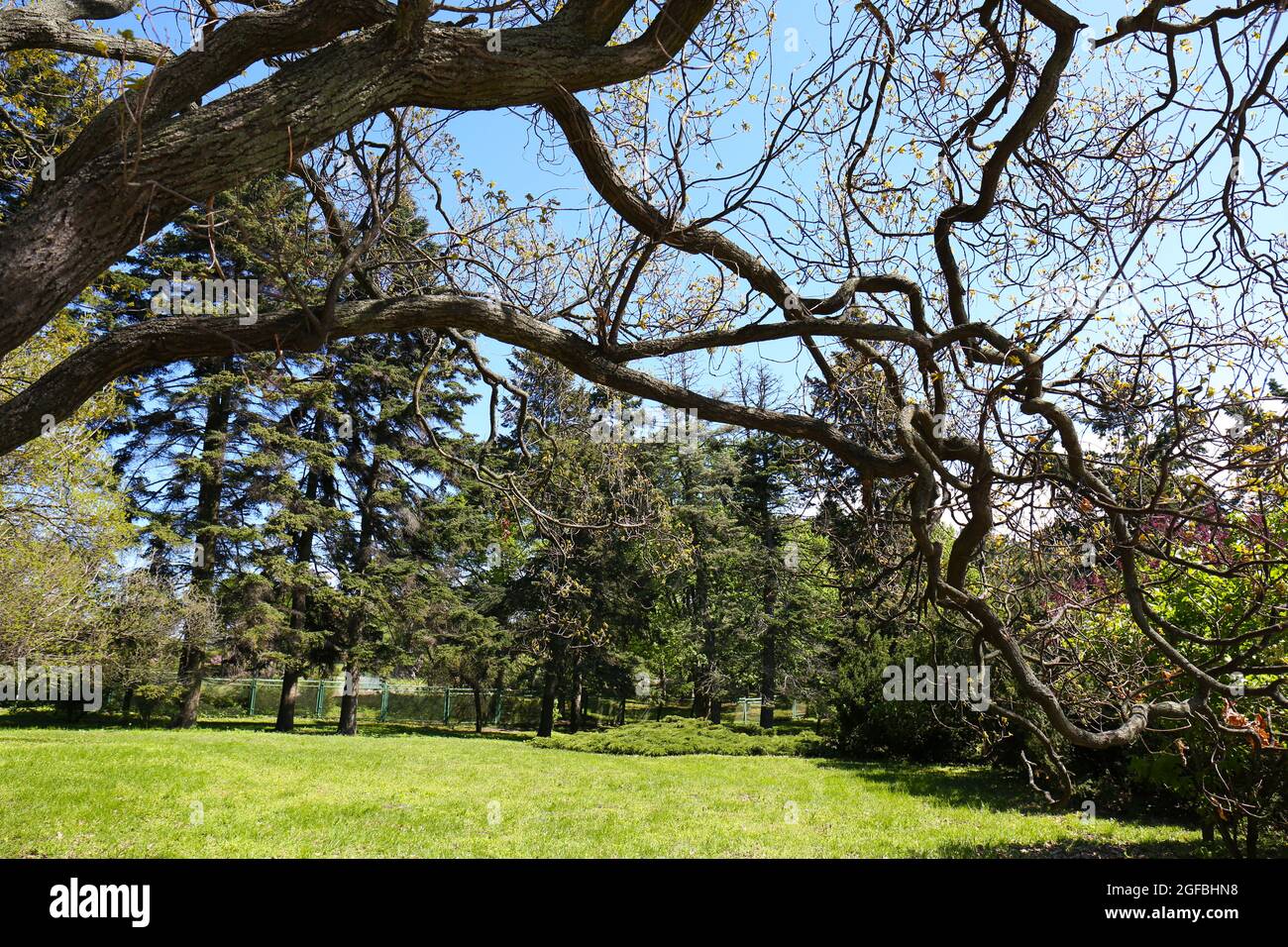 Big tree in botanical garden Stock Photo - Alamy