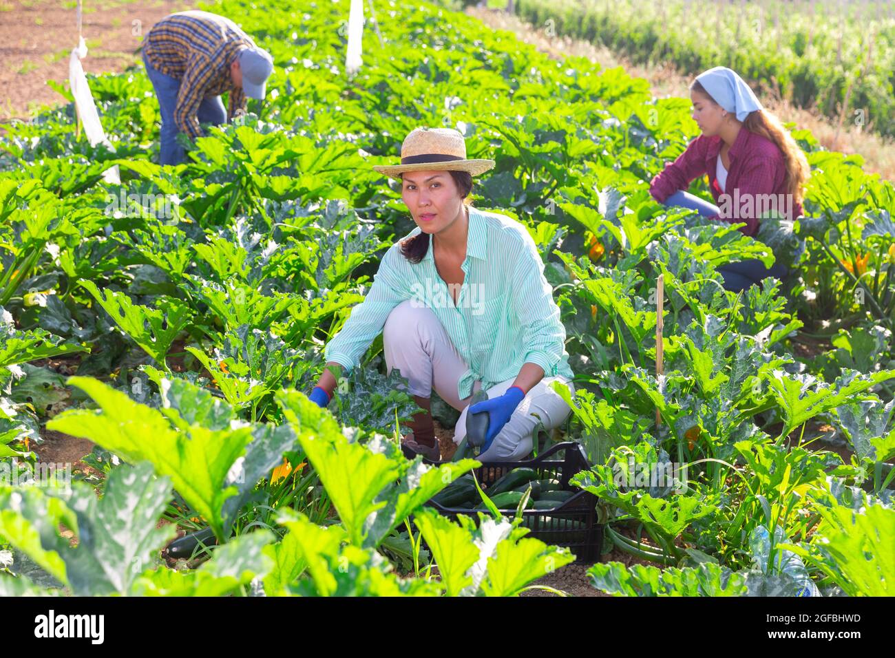 Asian female farm worker gathering crop of green courgettes Stock Photo ...
