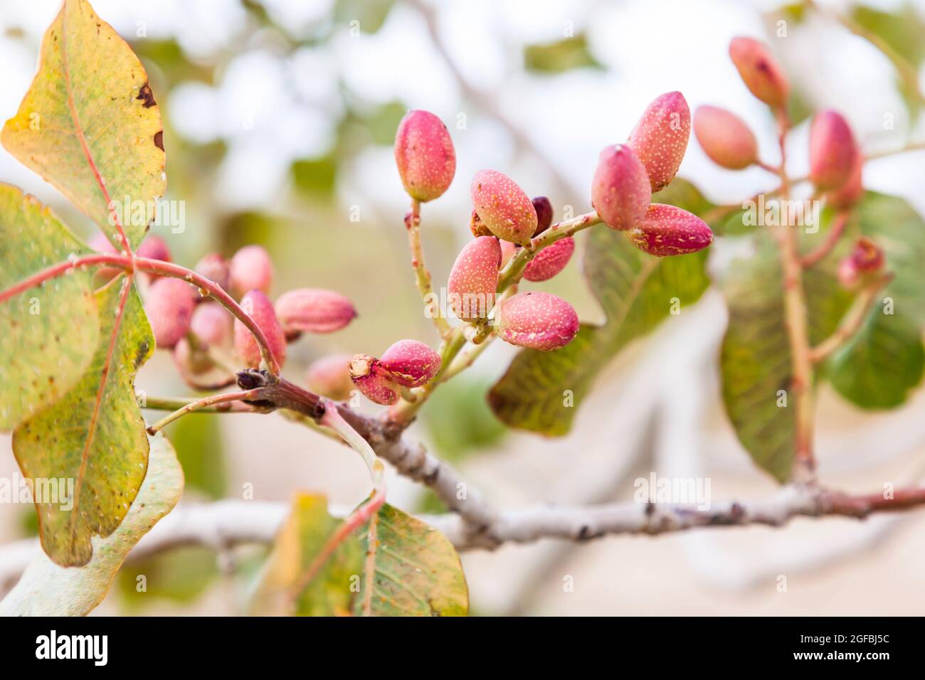 Fruits of pistachios at a field, Semnan Province, Iran, Persia, Western ...