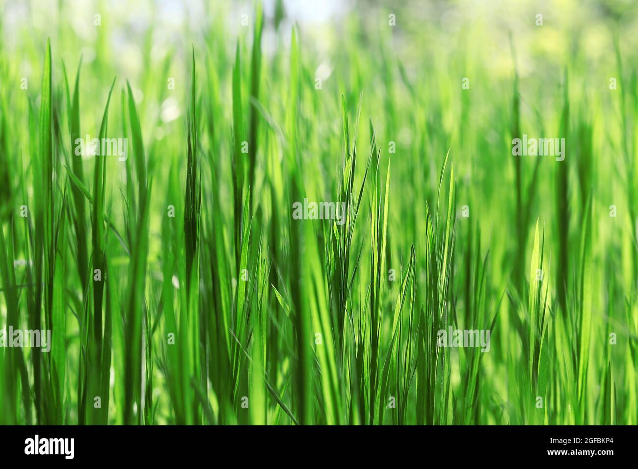 Variegated structures of grass Stock Photo - Alamy