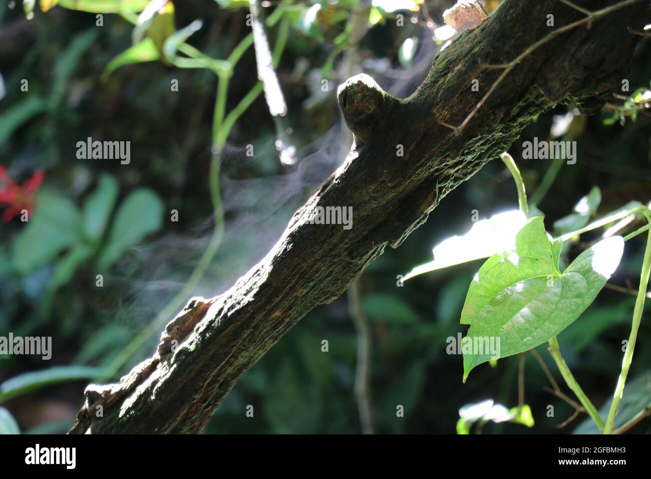 Old piece of wood worm with morning sunlight Stock Photo - Alamy