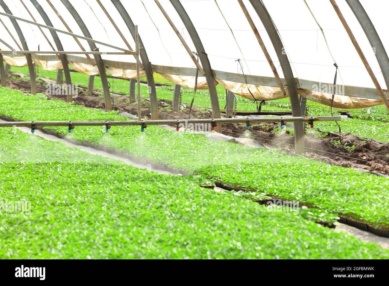 Greenhouse watering system in action Stock Photo - Alamy