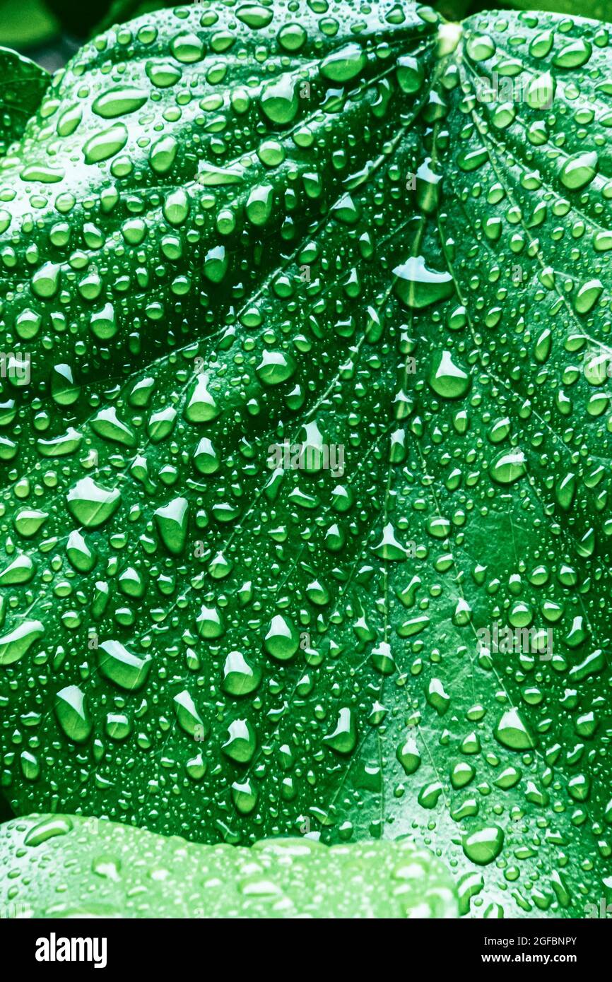 Texture of many fresh beautiful leaves with raindrops. Natural ...