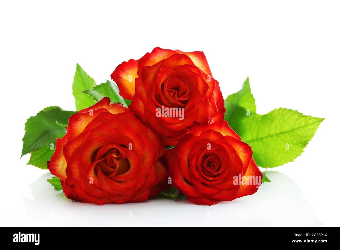 Three orange roses on white background Stock Photo - Alamy
