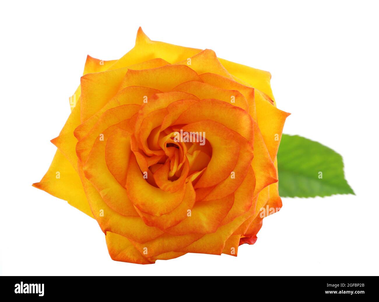 Yellow rose on white background Stock Photo - Alamy