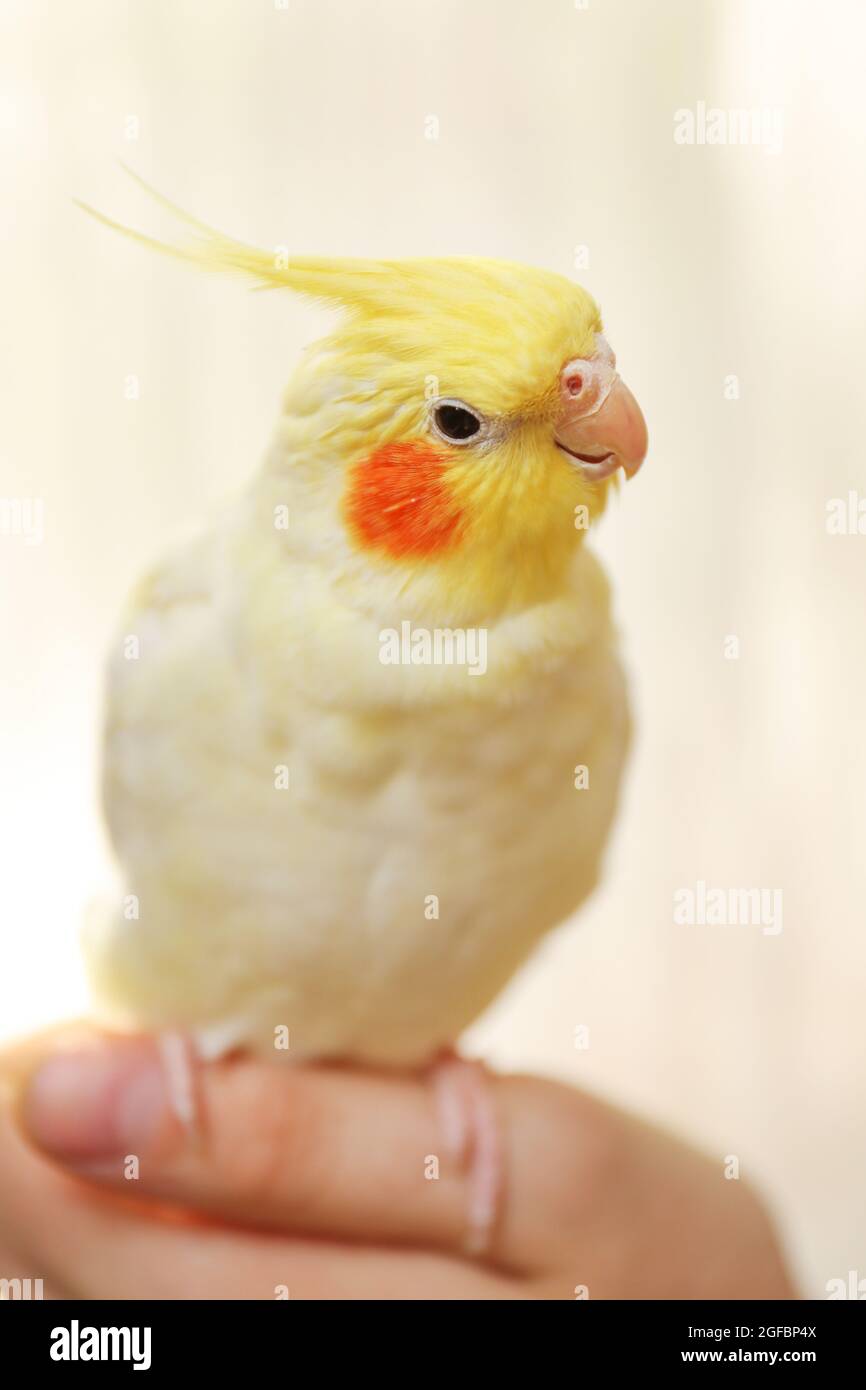 Yellow Cockatiel