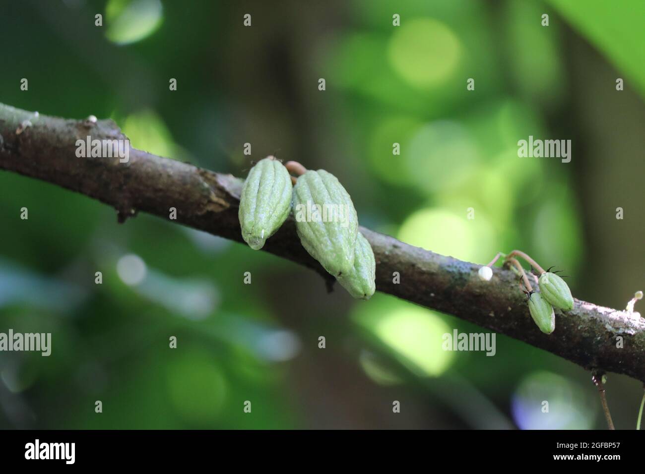 Baby Cocova on the branch with green background Stock Photo - Alamy