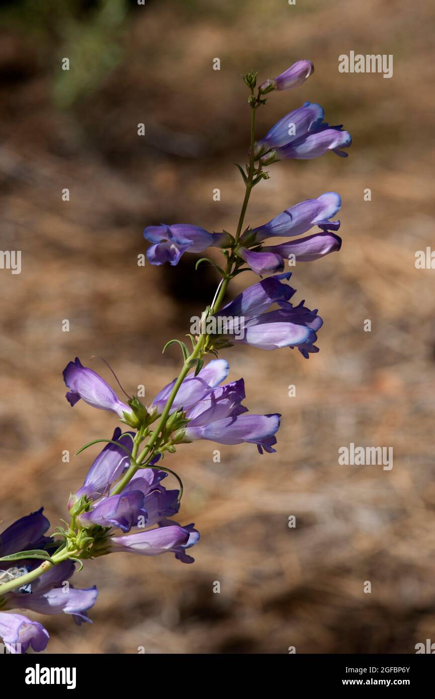 A Penstemon speciosus (Showy Penstemon), next to the Deschutes River in ...