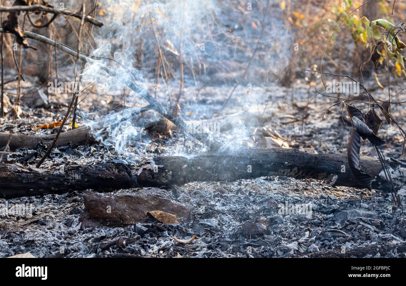 After rain forest fire disaster is burning caused by humans Stock Photo ...