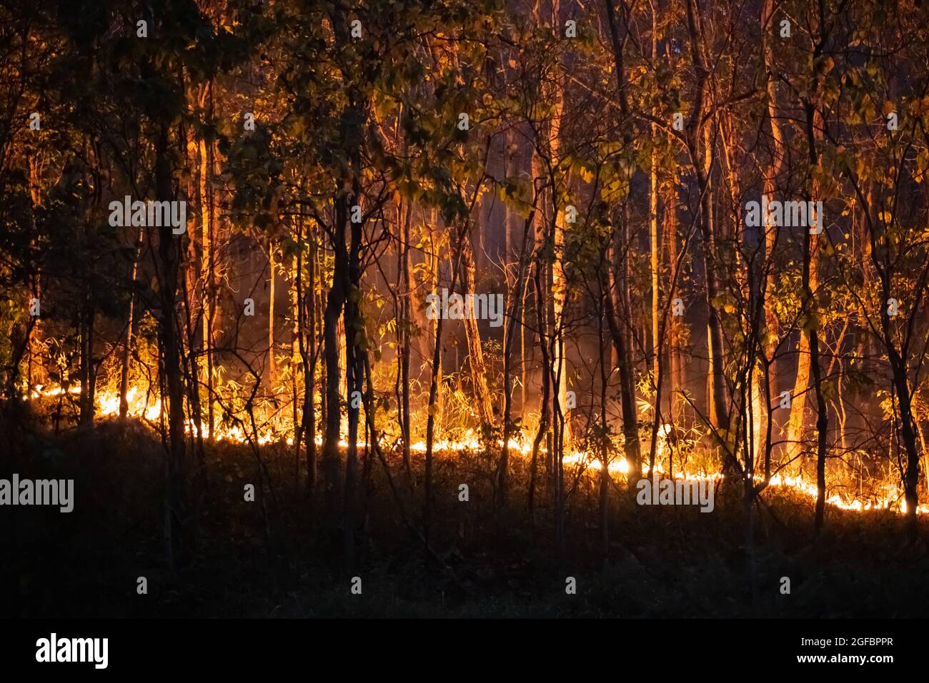Forest fire disaster is burning caused by human Stock Photo - Alamy