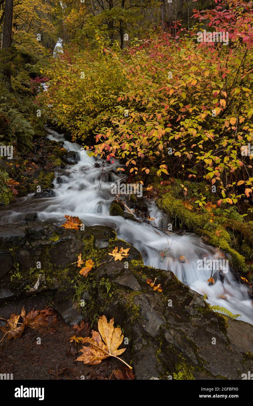 Beautiful fall foliage at Wahkeena Falls waterfall in the Columbia ...