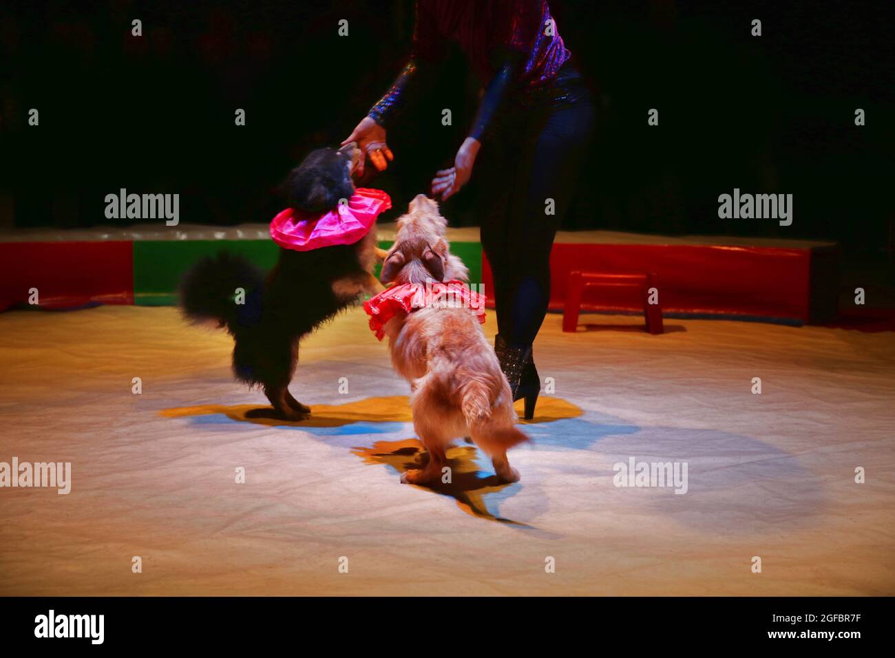 Dogs act in circus Stock Photo - Alamy
