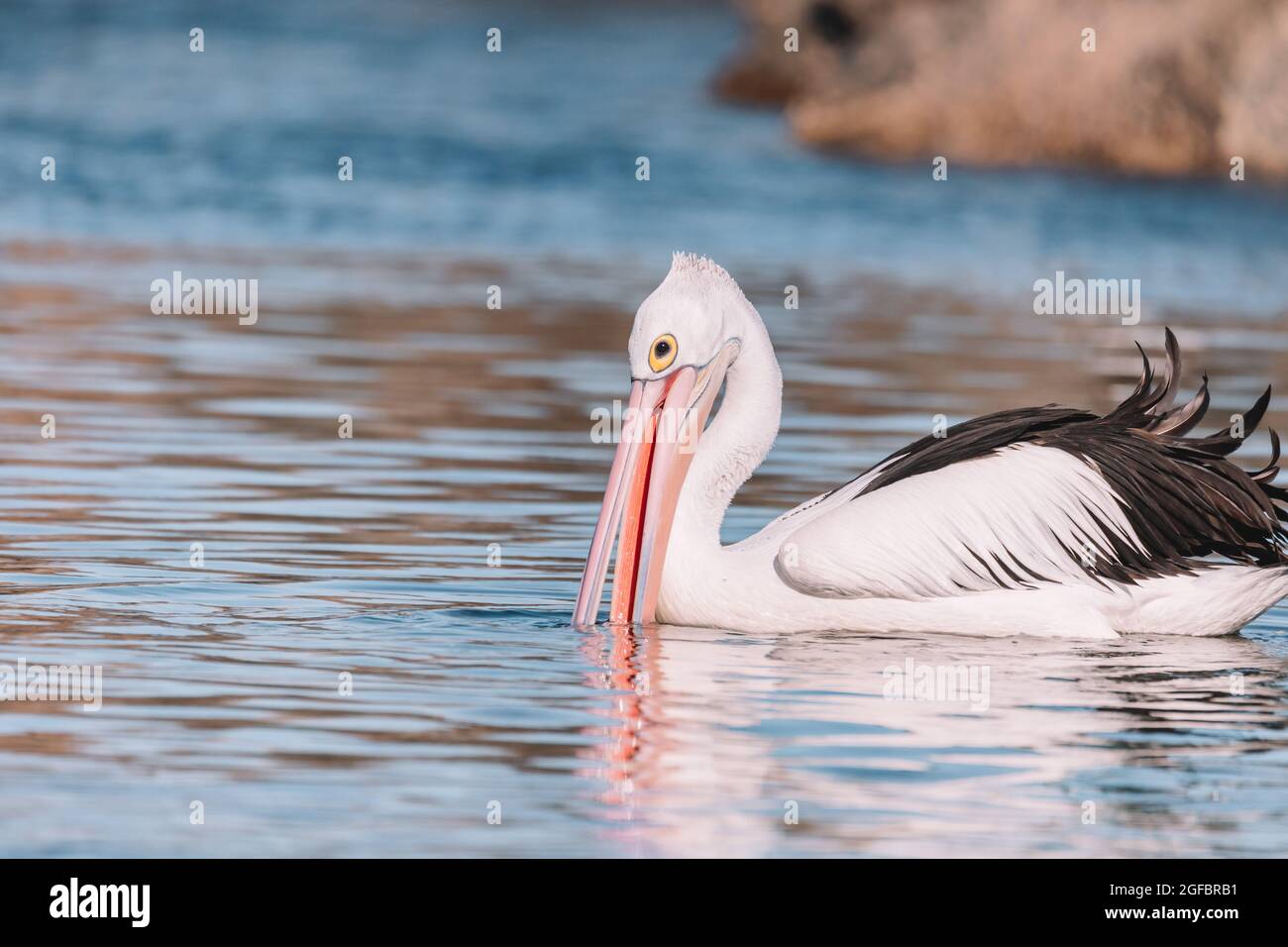 Australian pelican feeding hi-res stock photography and images - Alamy