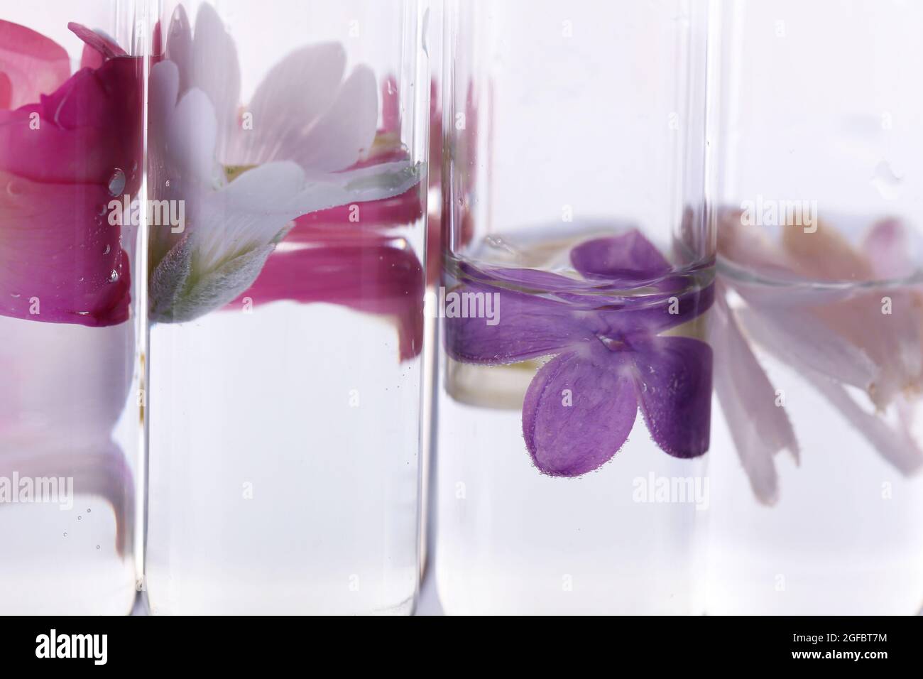 Process of making perfumes Stock Photo - Alamy