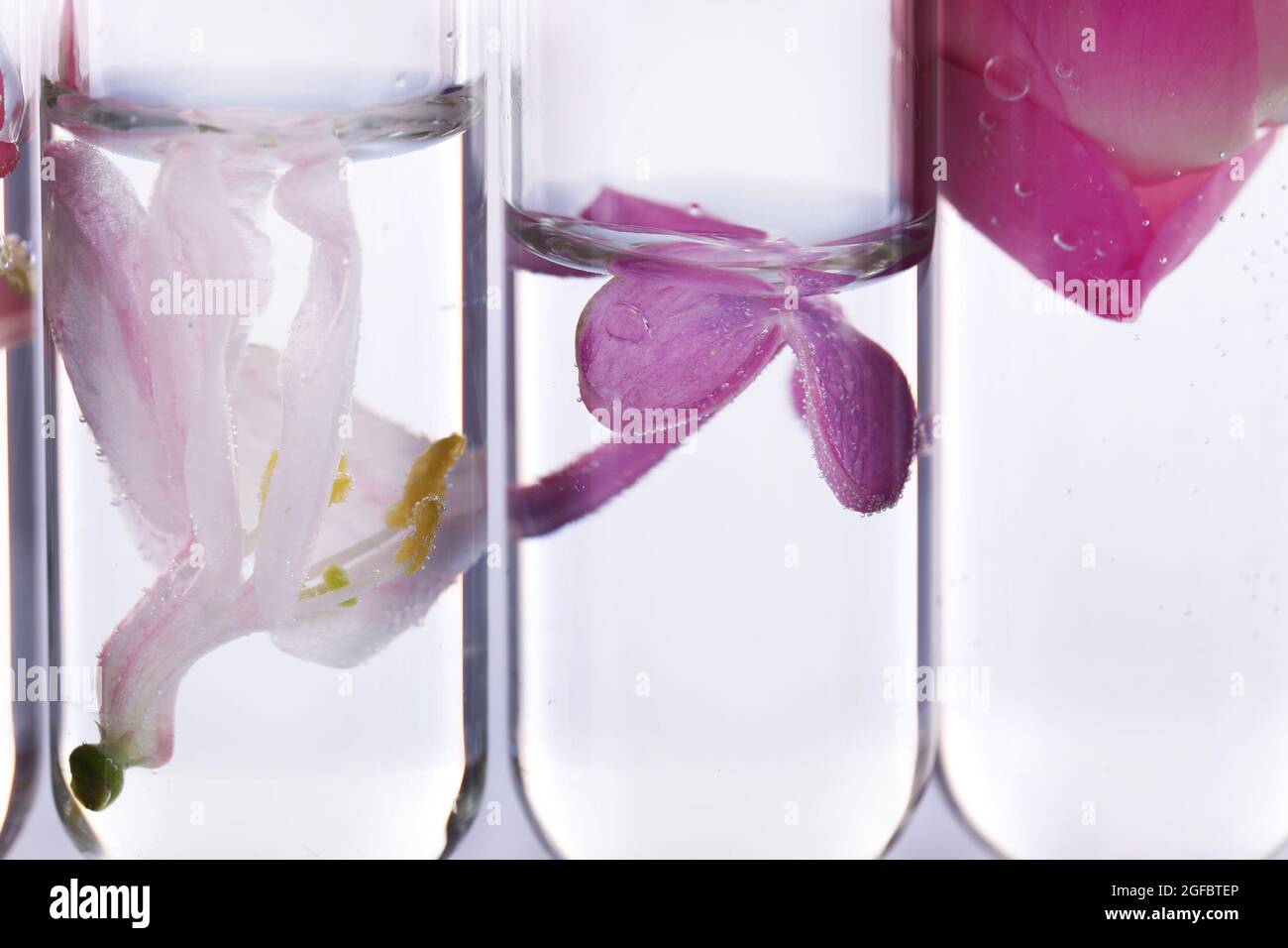 Process of making perfumes Stock Photo - Alamy